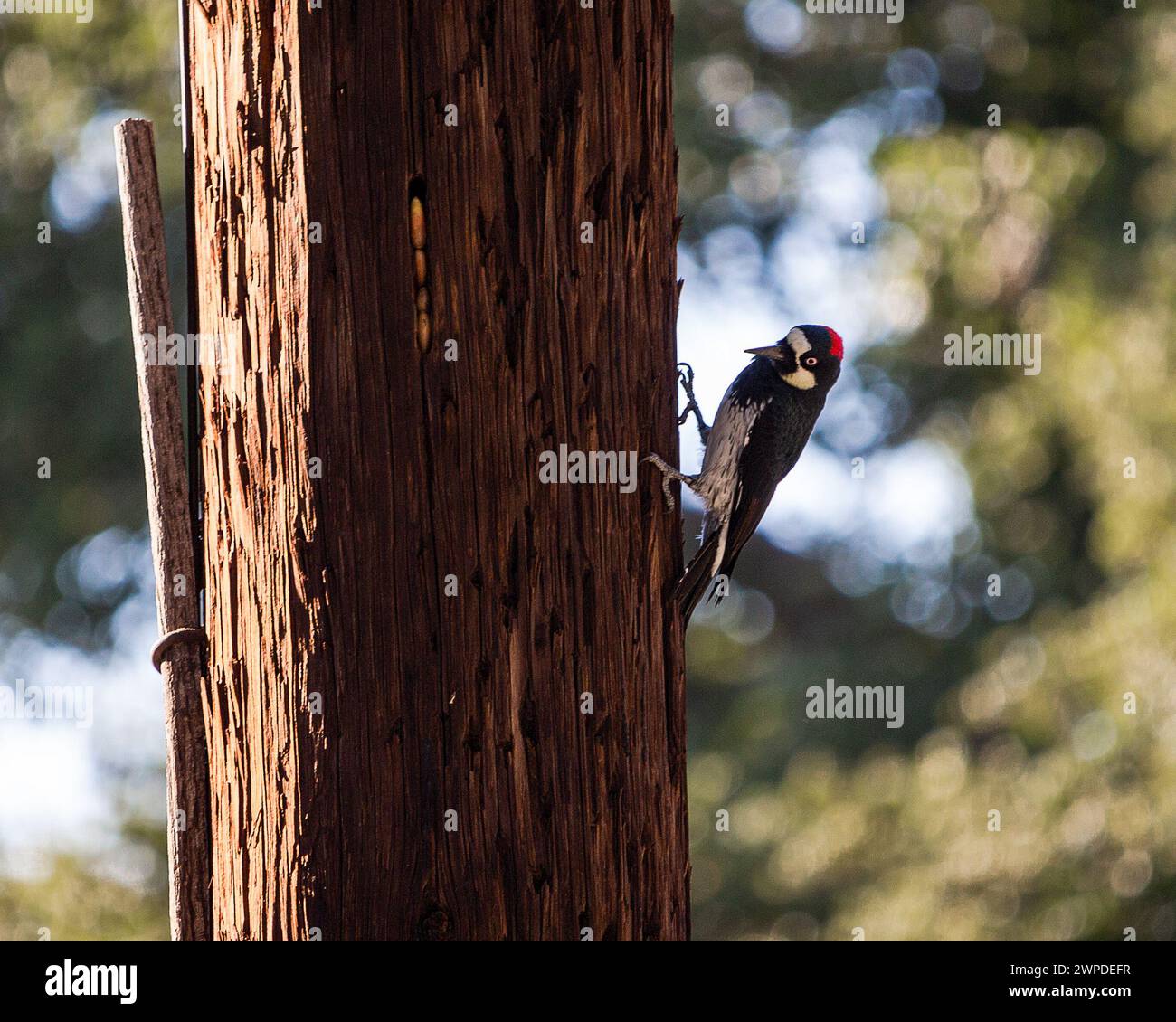 Red crest hi-res stock photography and images - Alamy