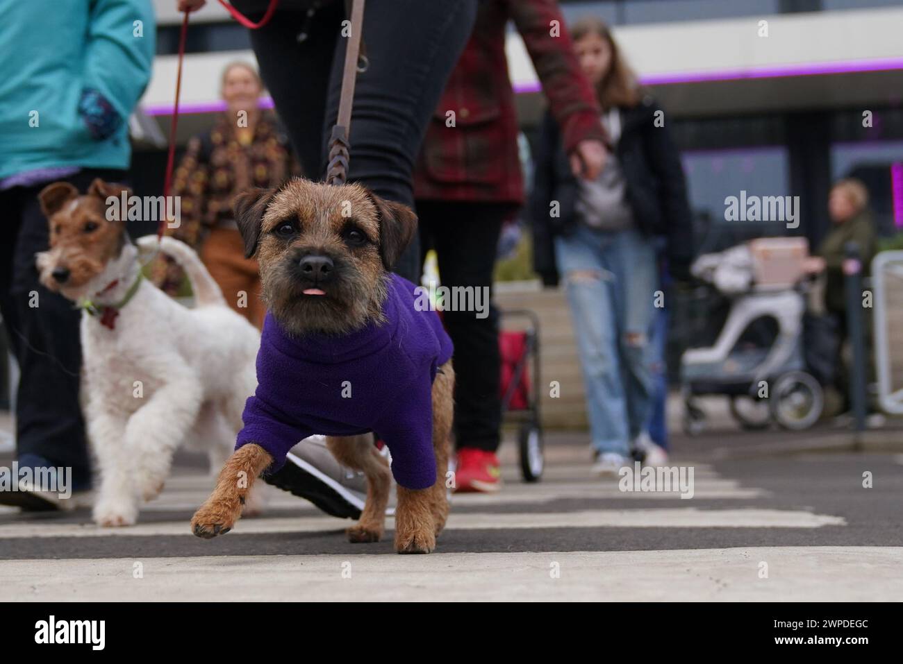 Dogs and owners arrive on the first day of the Crufts Dog Show at the ...