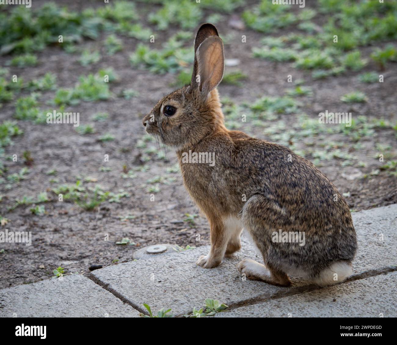Rabbit tiny furry mammal hi-res stock photography and images - Alamy