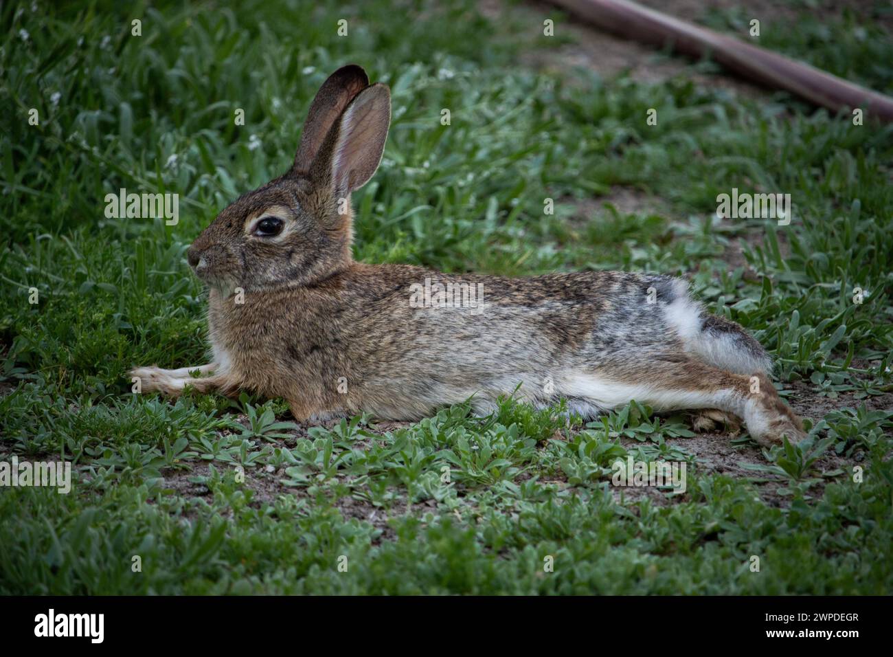 A big rabbit resting in grass, ears extended Stock Photo - Alamy