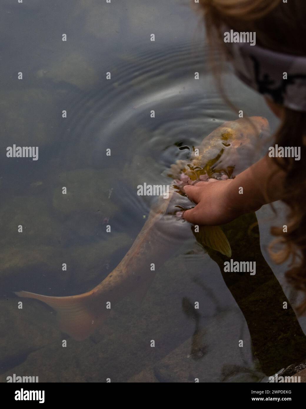 A young girl touching a fish in water with her hand Stock Photo - Alamy