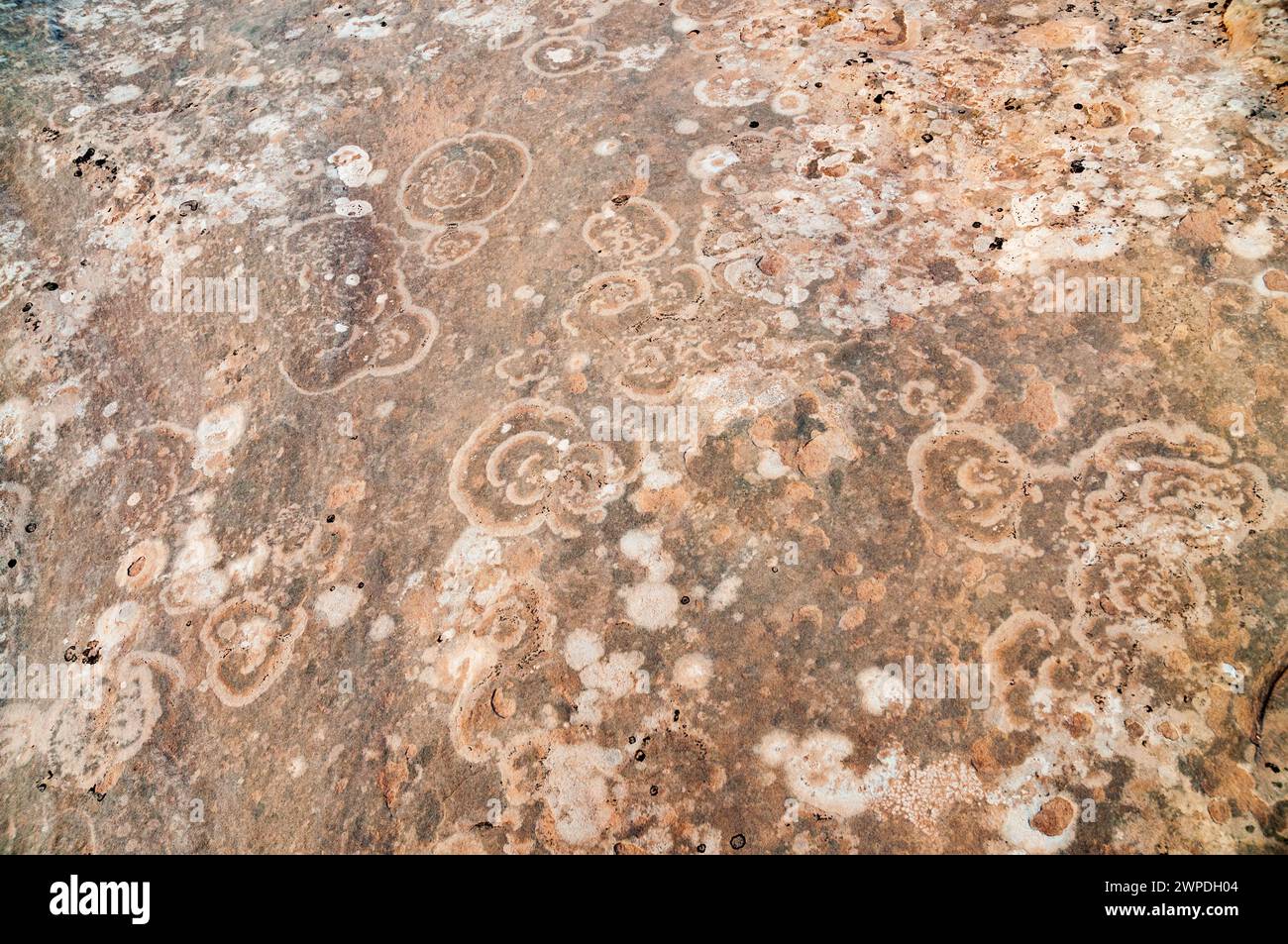 Ground Texture at Canyonlands National Park in southeastern Utah, USA ...