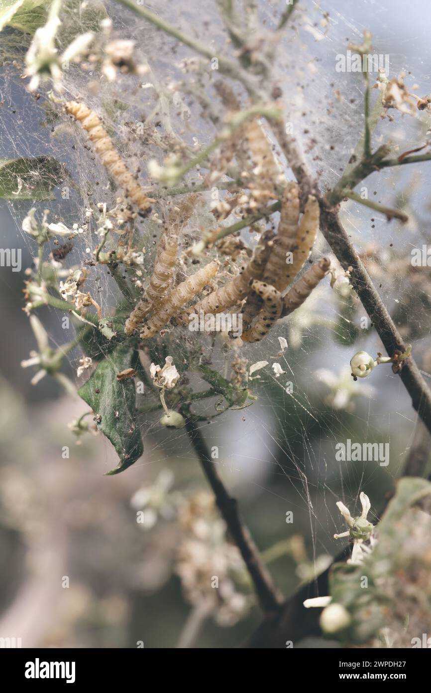 Invasion of caterpillars hi-res stock photography and images - Alamy