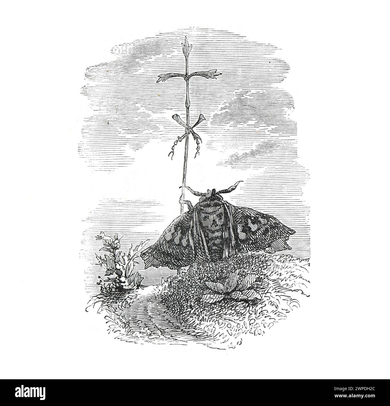 Anthropomorphic animals. beetle as scarecrow in de agricultural field ...