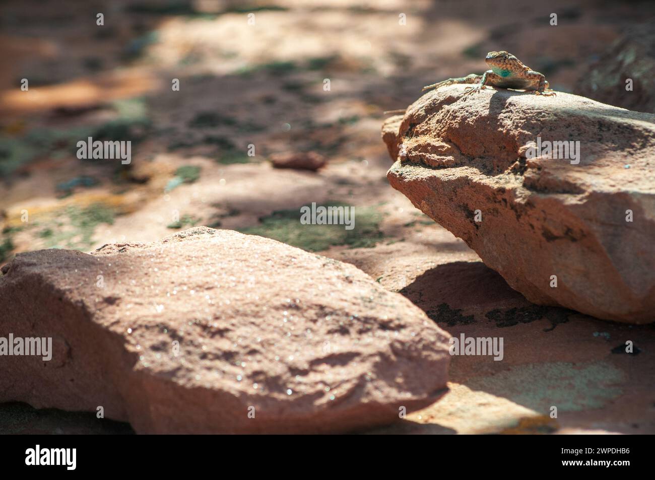 Eastern collared lizard at Canyonlands National Park in southeastern ...