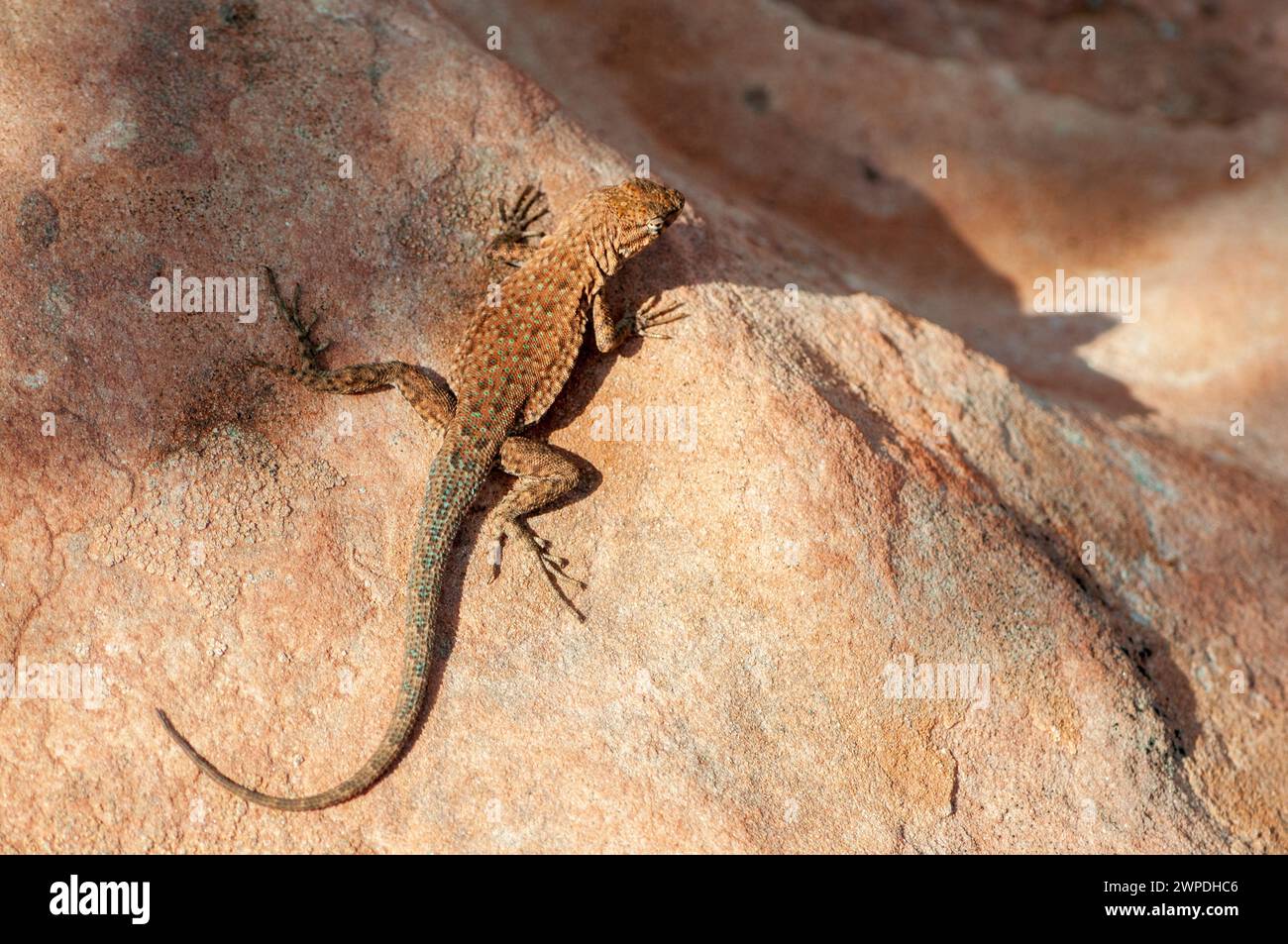 Eastern collared lizard at Canyonlands National Park in southeastern ...