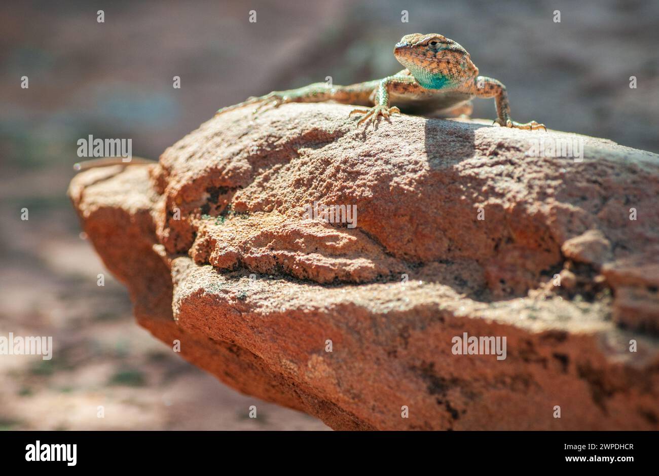 Canyonlands reptiles hi-res stock photography and images - Alamy