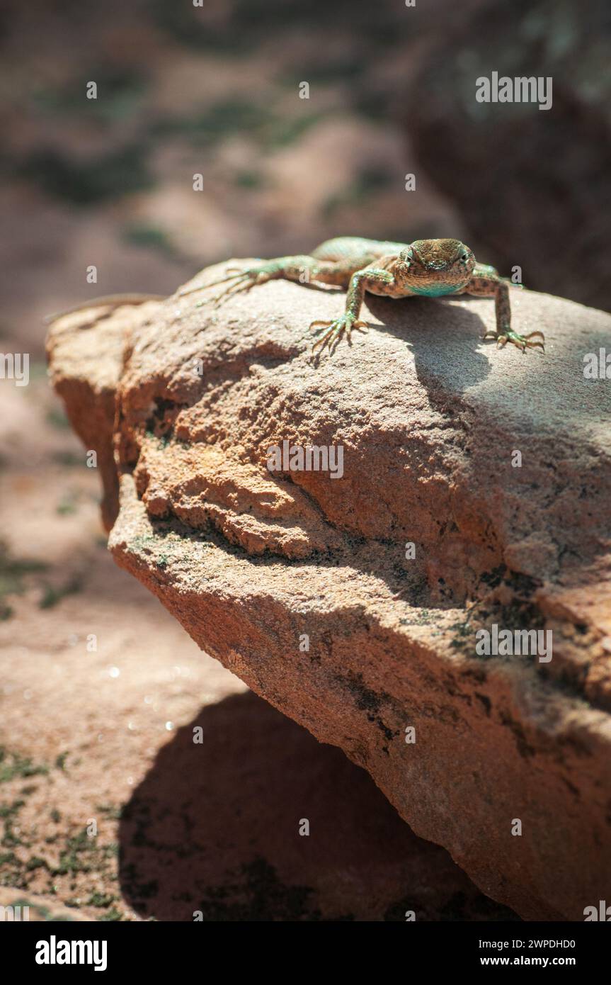 Eastern collared lizard at Canyonlands National Park in southeastern ...