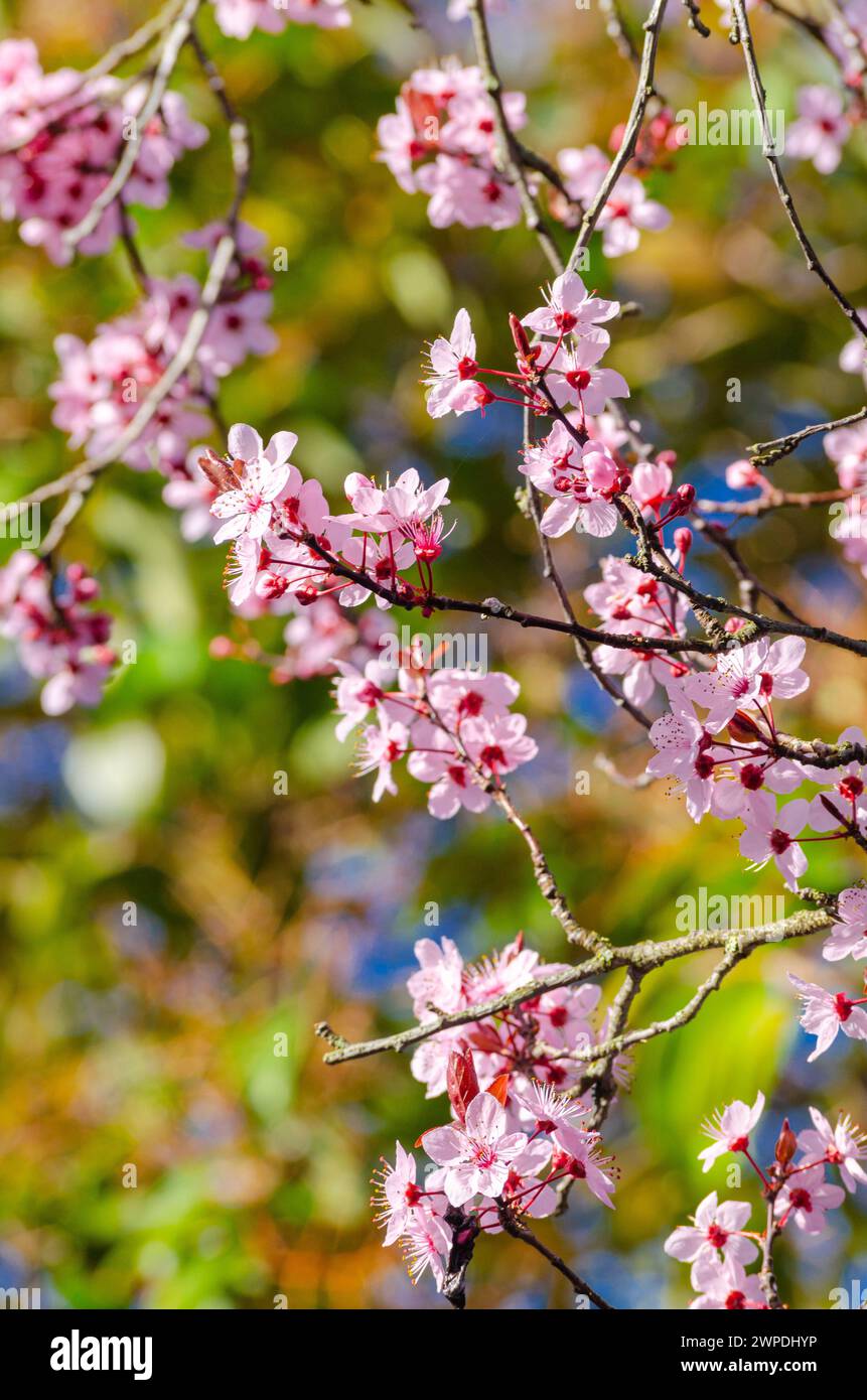 pink flower tree blooming in springtime Stock Photo - Alamy