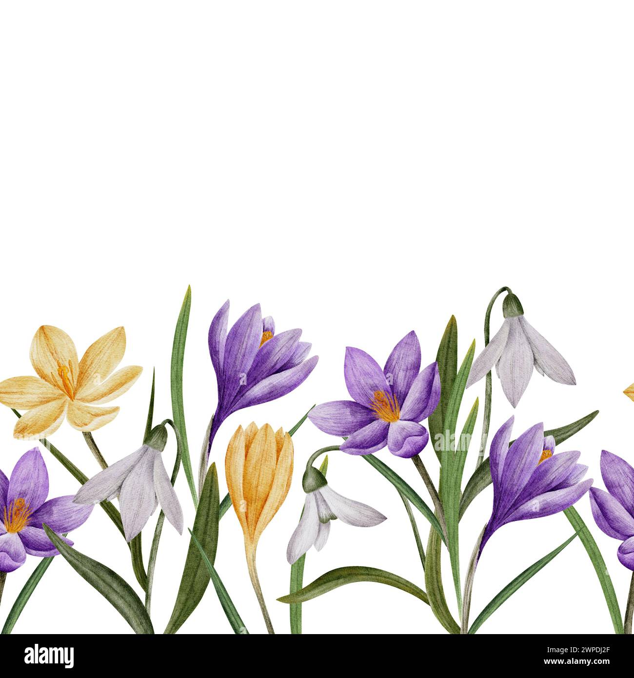 crocus and snowdrop flower seamless horizontal border, watercolor art ...