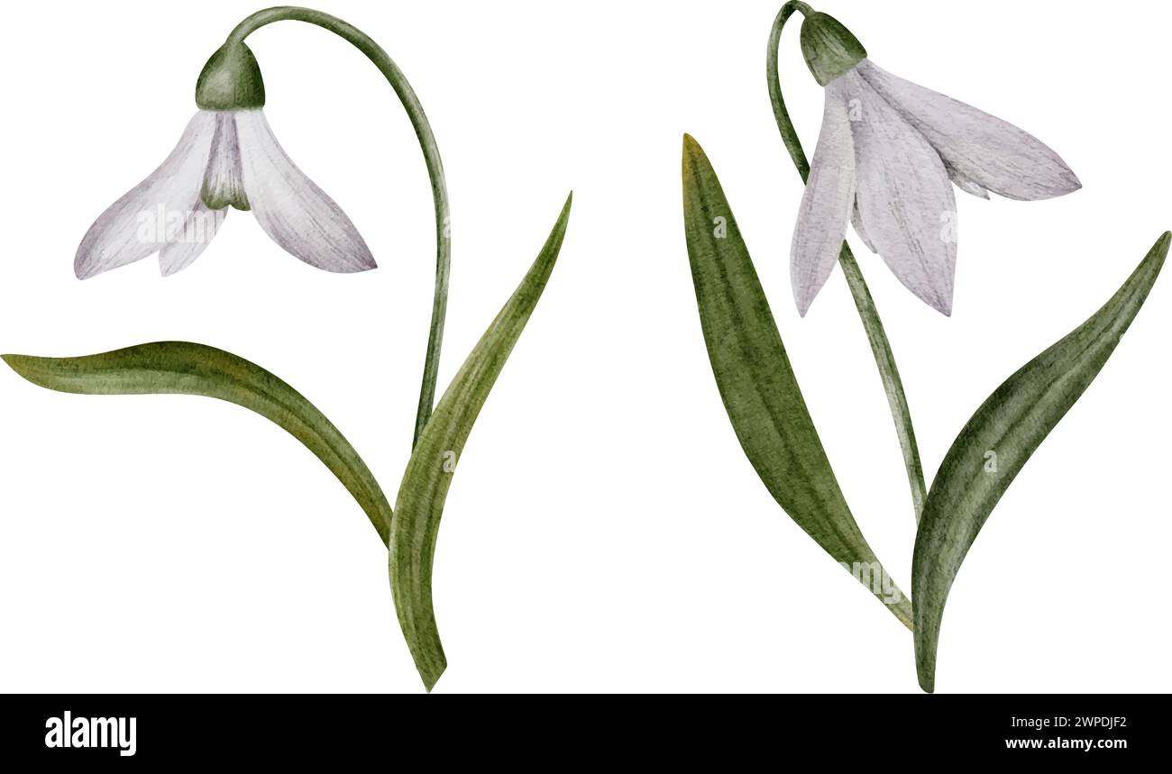 Snowdrop watercolor hand drawn flower and green leaves. Collection of ...