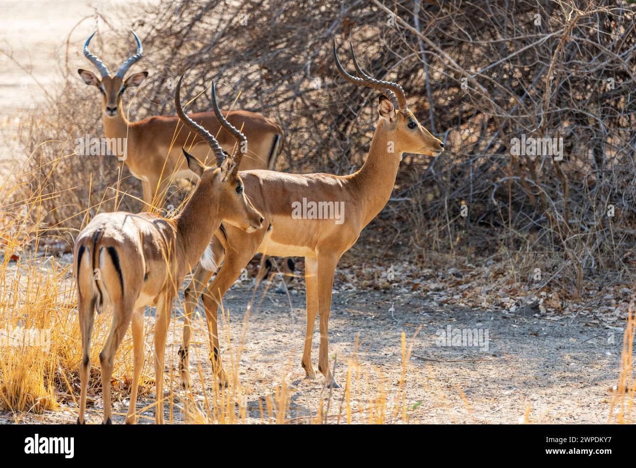 A group of male impalas (Aepyceros melampus) in South Luangwa National ...