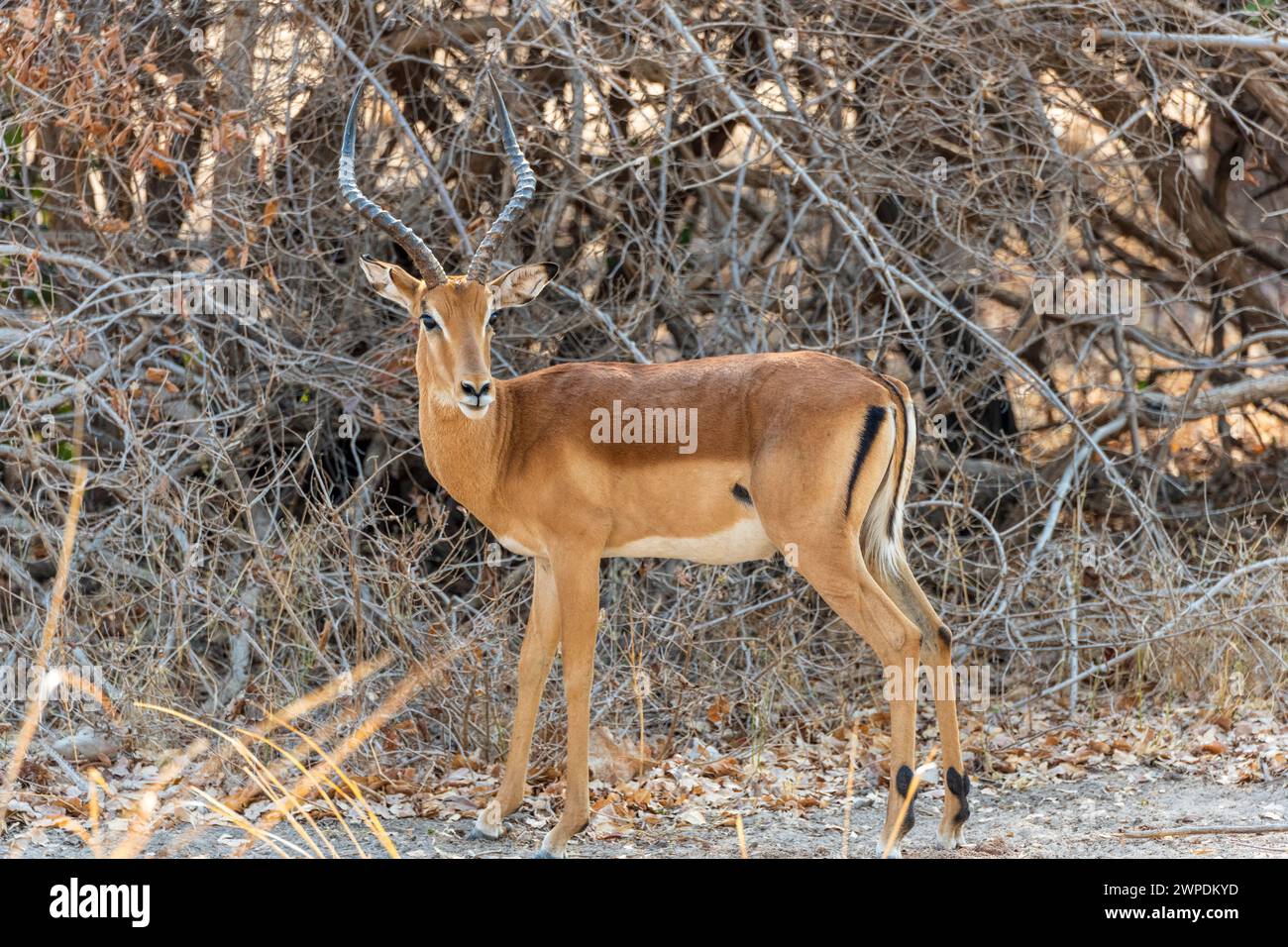 A solitary male impala (Aepyceros melampus) in South Luangwa National ...