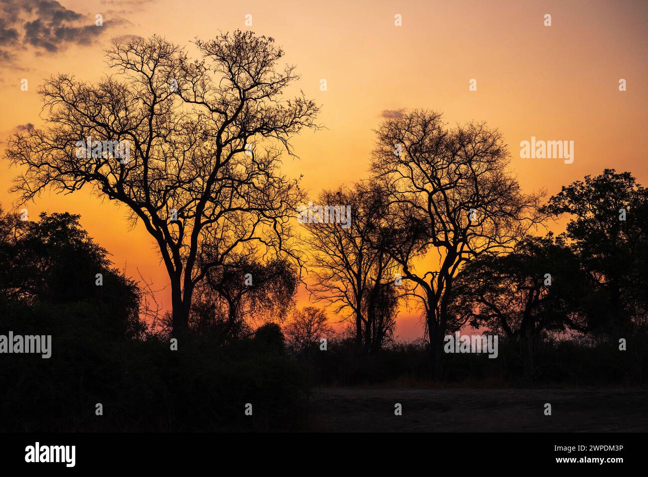 Woodland sunset in the Luangwa River Valley in South Luangwa National ...