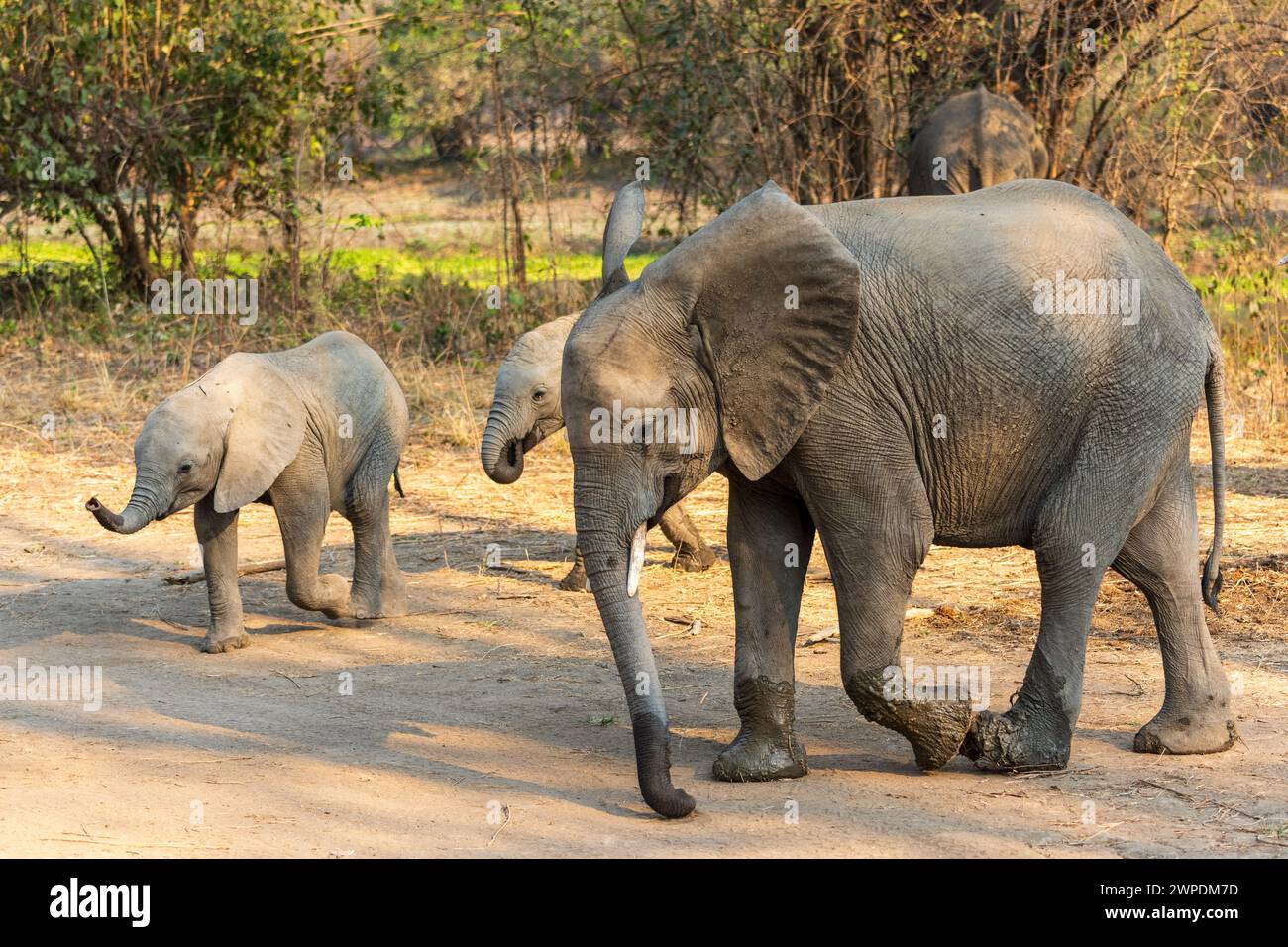 Female elephant hi-res stock photography and images - Alamy