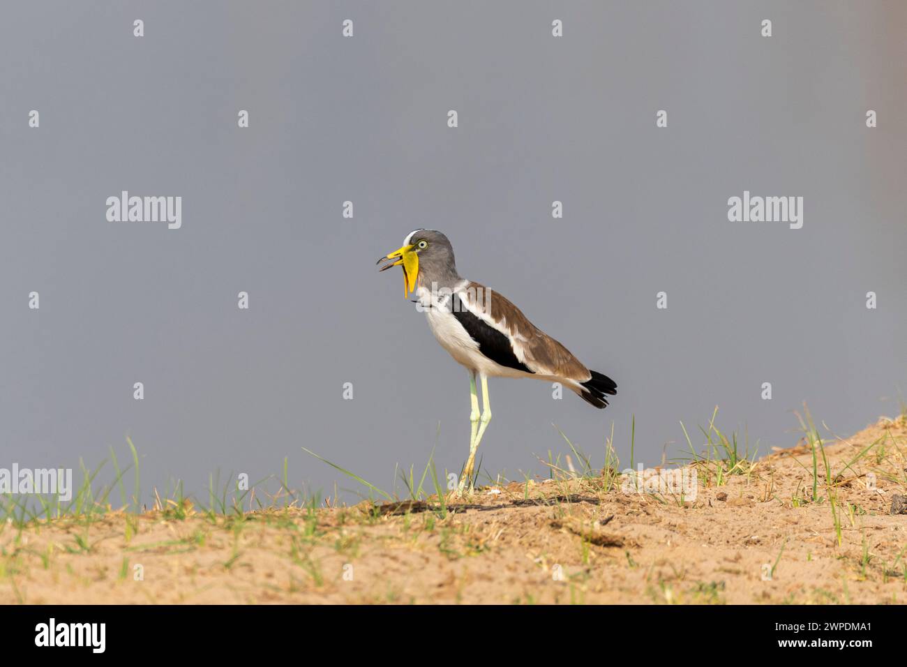 White-crowned lapwing (Vanellus albiceps) on bank of Luangwa River in ...
