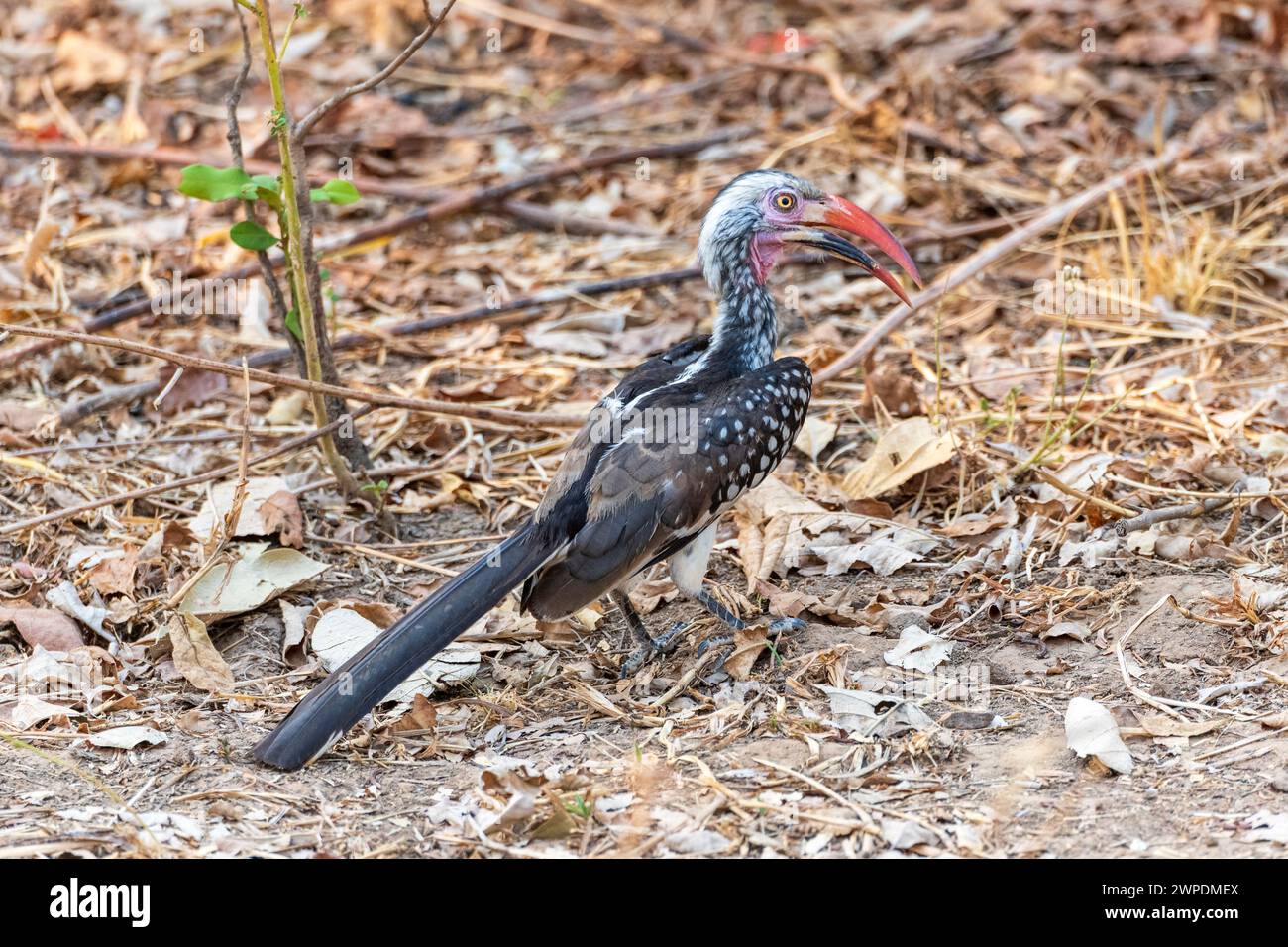 Southern red-billed hornbill (Tockus rufirostris) in South Luangwa ...