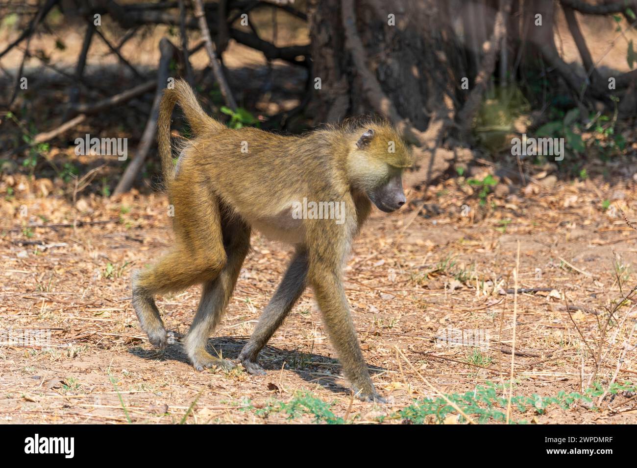 A Chacma baboon (Papio ursinus) walking in woodland in South Luangwa ...