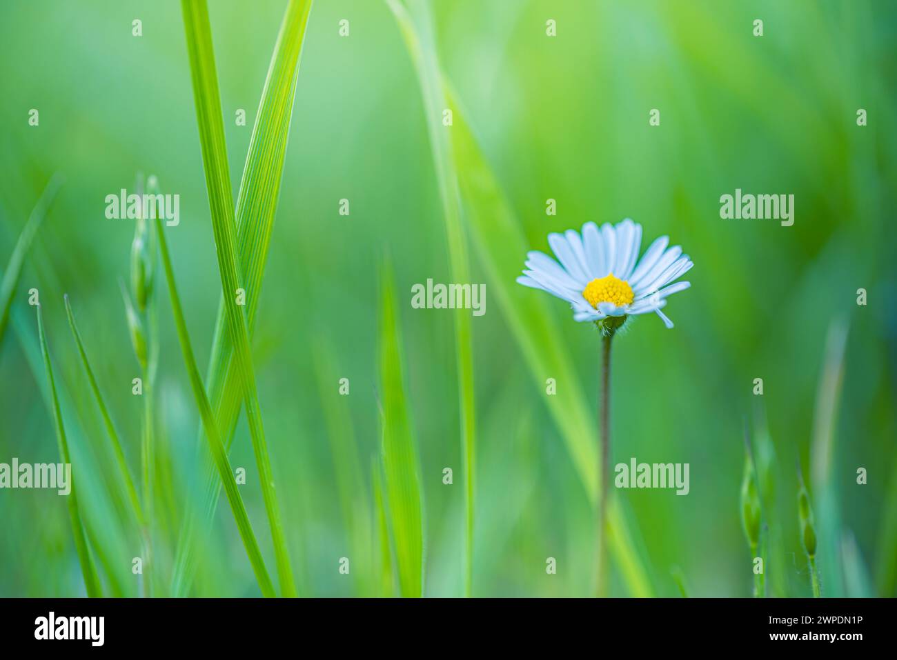 Spring harmony hi-res stock photography and images - Alamy
