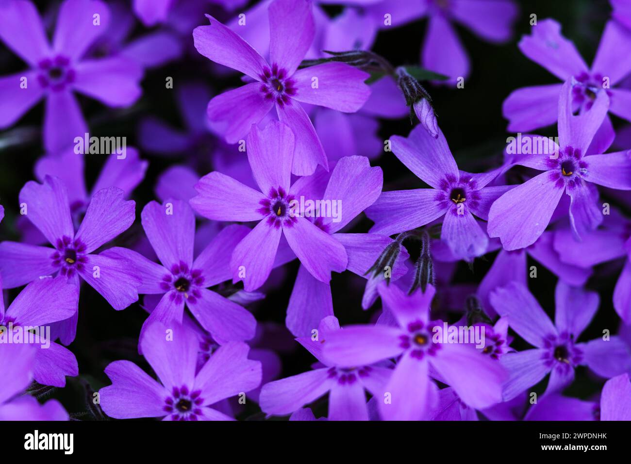 Purple flowers in lush hi-res stock photography and images - Alamy
