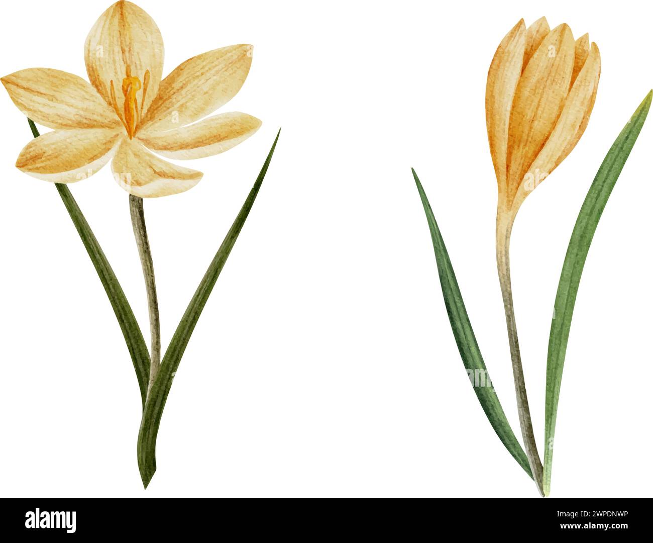 vector crocus flower in yellow color, drawn in watercolor, isolated on ...