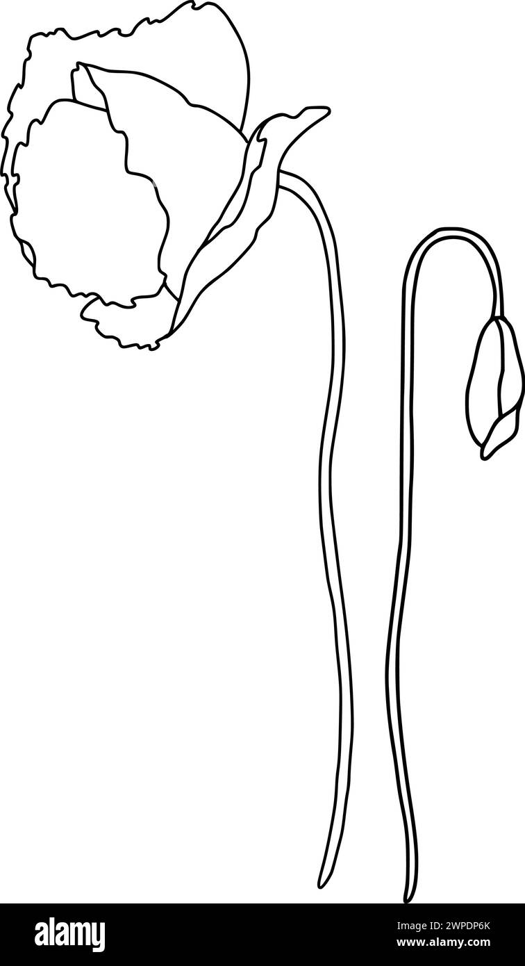 Composition of Poppy flower and bud. Vector illustration in outline ...