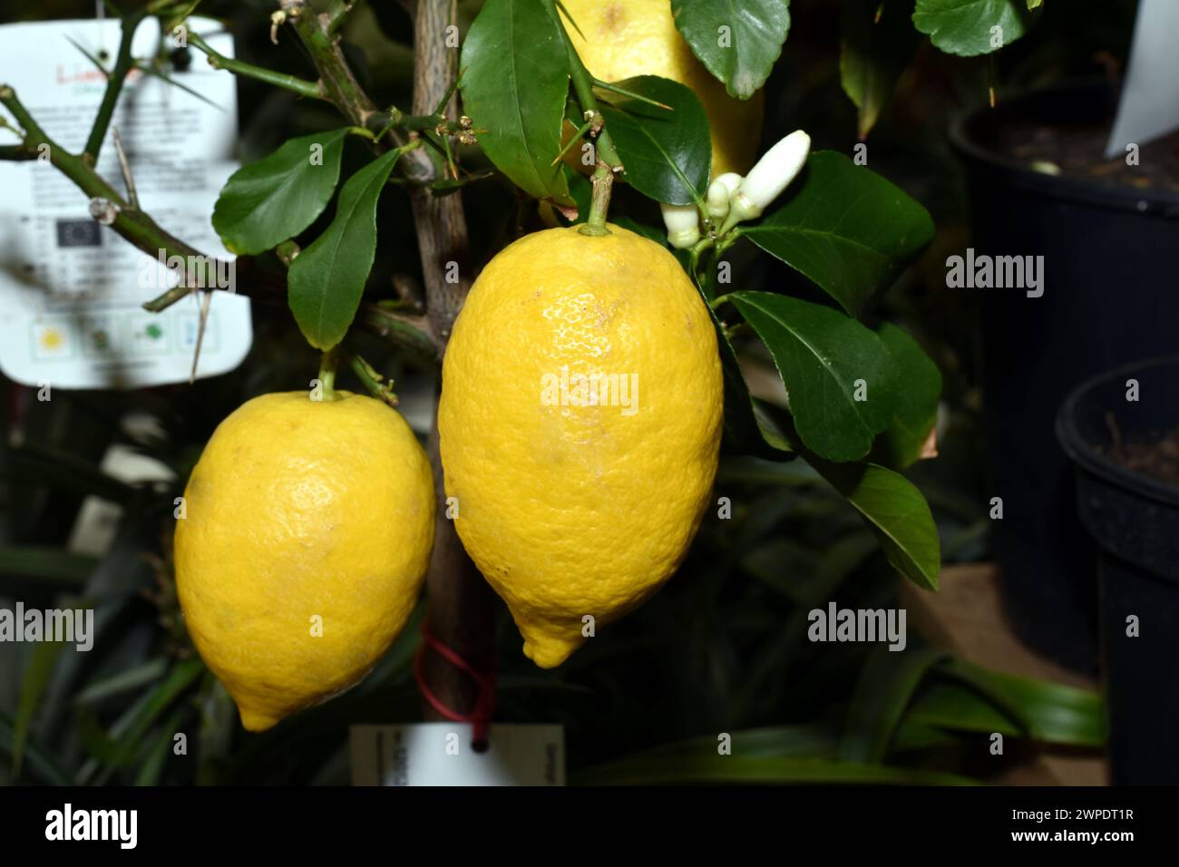 Real lemons grow on a tree growing in a pot and in the house Stock ...