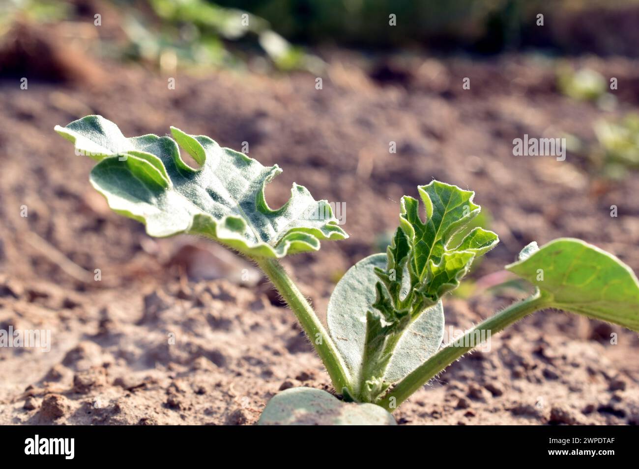 The first watermelon leaves that made their way through the soil Stock ...