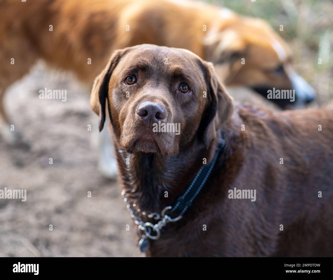 Labrador looking into the camera hi-res stock photography and images ...