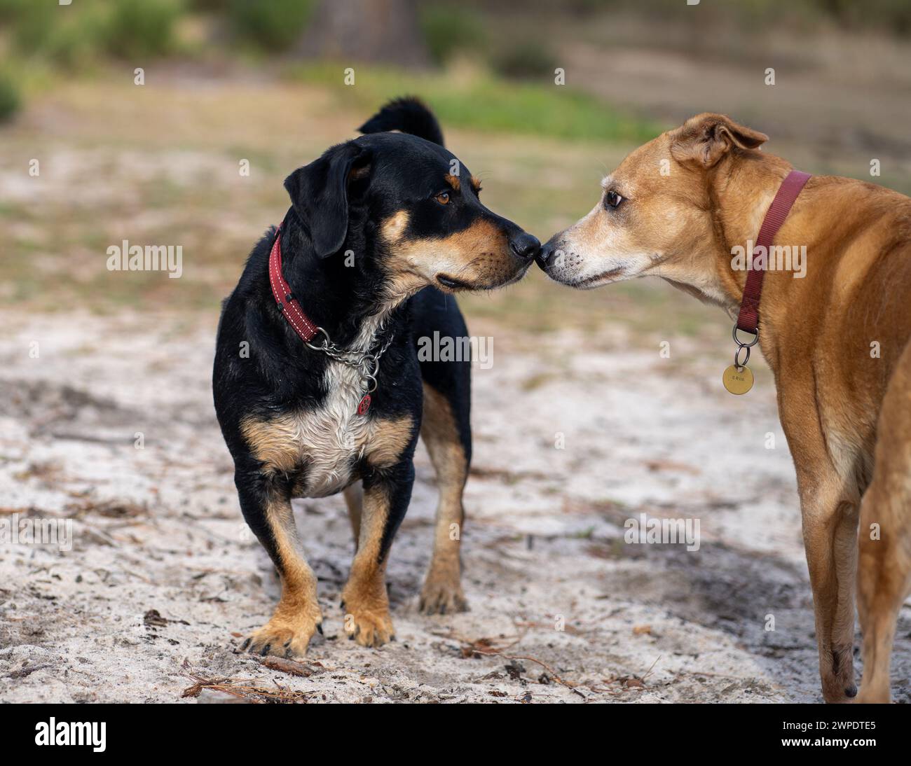 The two dogs standing together greeting each other Stock Photo - Alamy