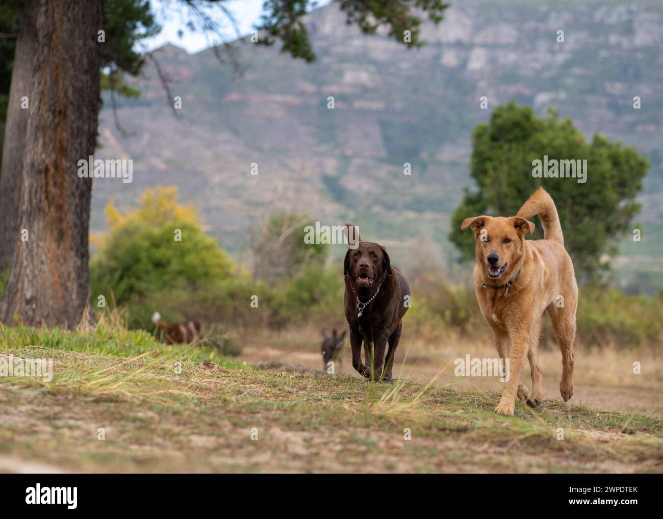 Group of dogs walking hi-res stock photography and images - Alamy