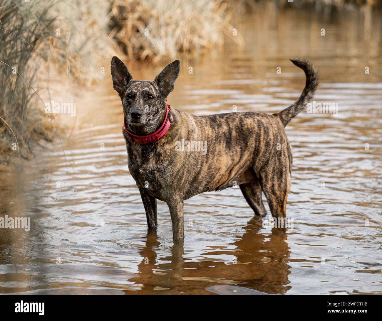 Wet dog standing in a river hi-res stock photography and images - Alamy