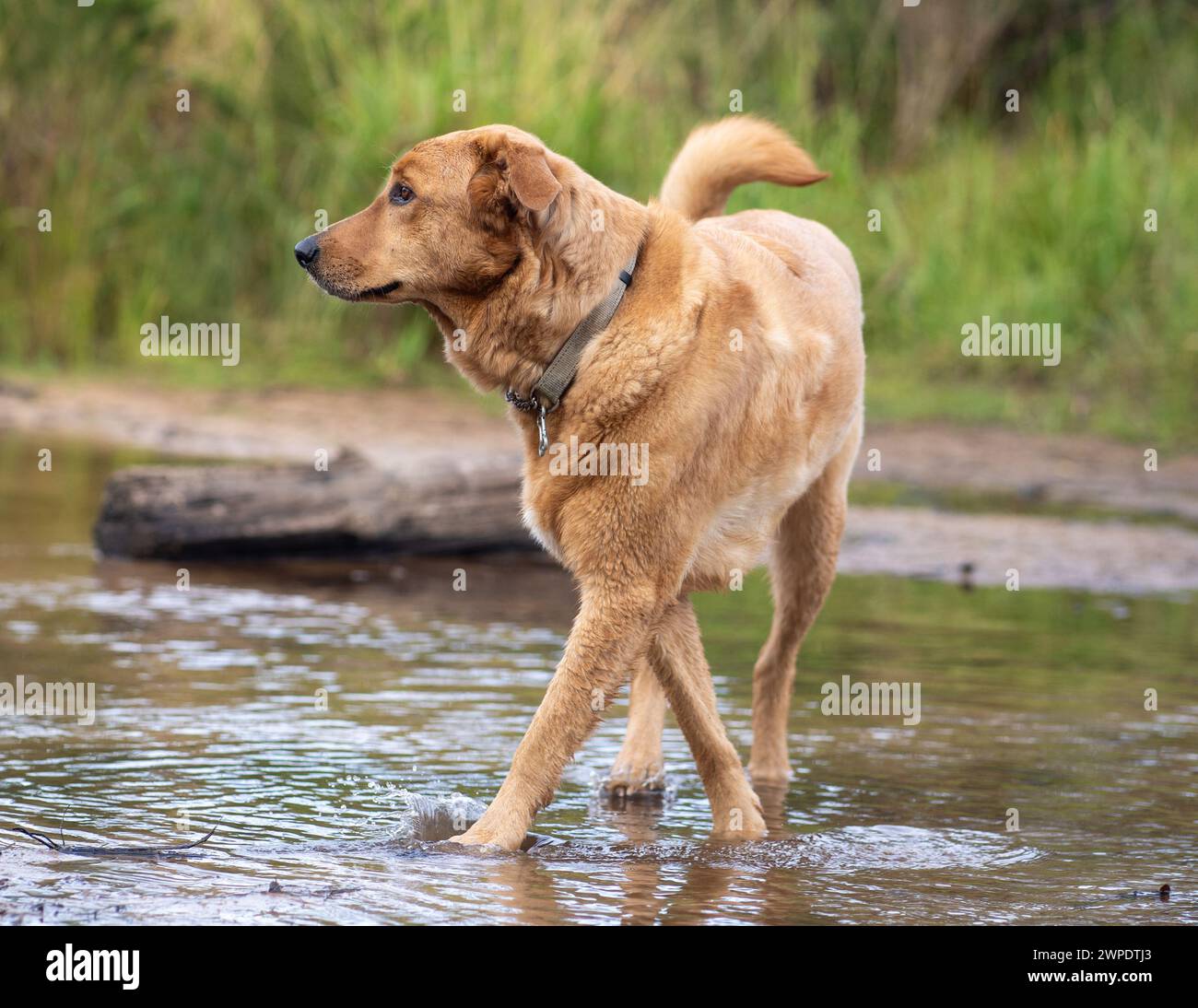 Pet stroll hi-res stock photography and images - Alamy