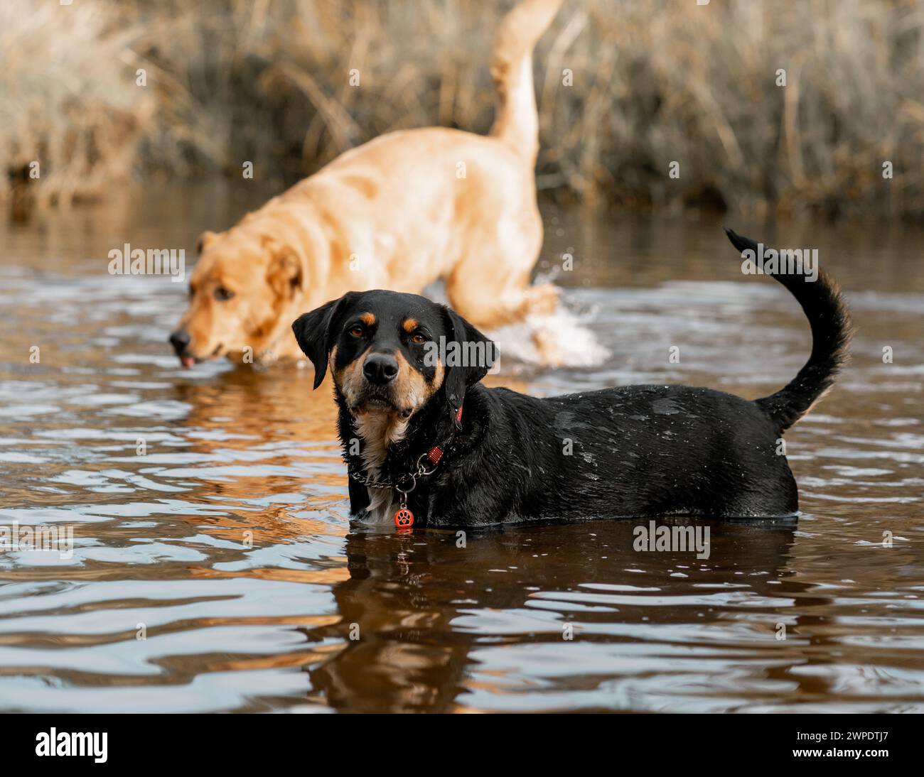 Two dogs swimming hi-res stock photography and images - Alamy