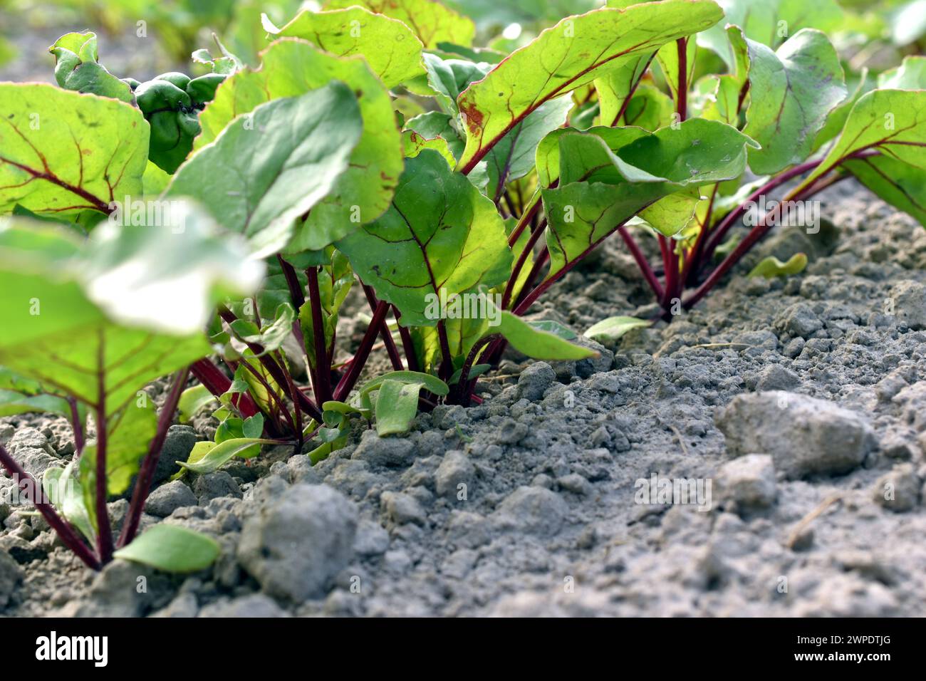 Leaves food summer earth soil hi-res stock photography and images - Alamy