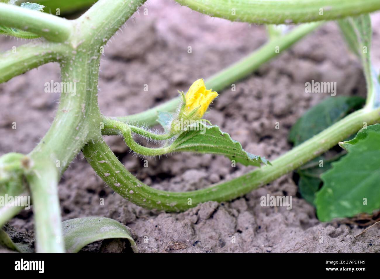 A yellow flower has formed on the branches of a melon bush Stock Photo ...