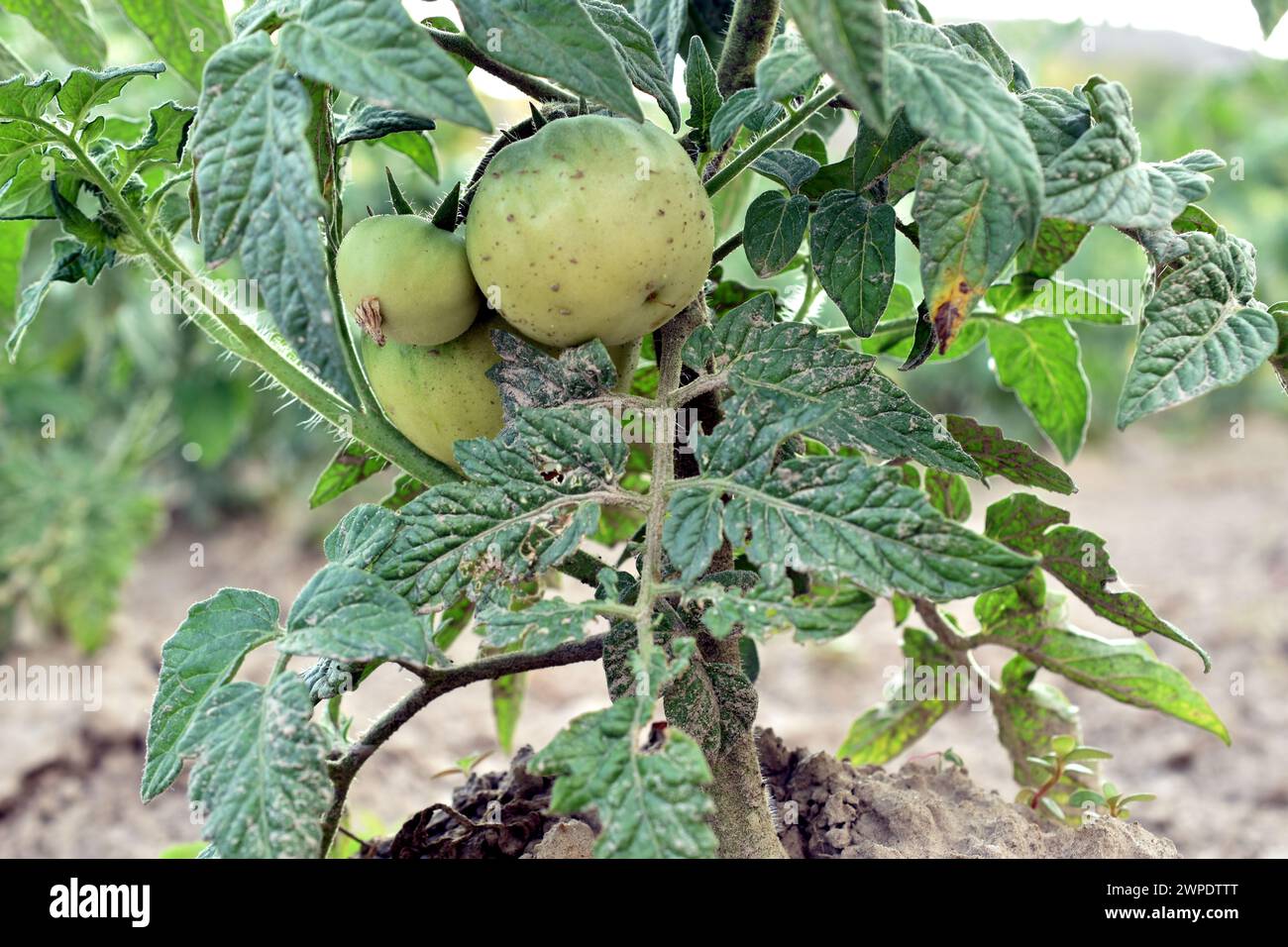 A tomato bush on the branches of which green tomatoes have formed. The ...