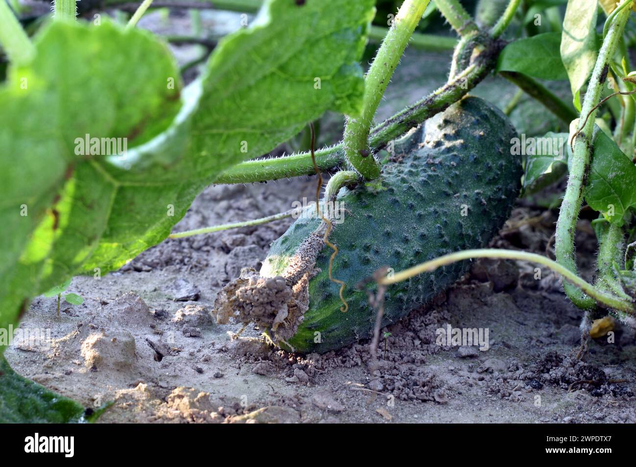 Green cucumber ripened on the branches of a cucumber bush growing in ...