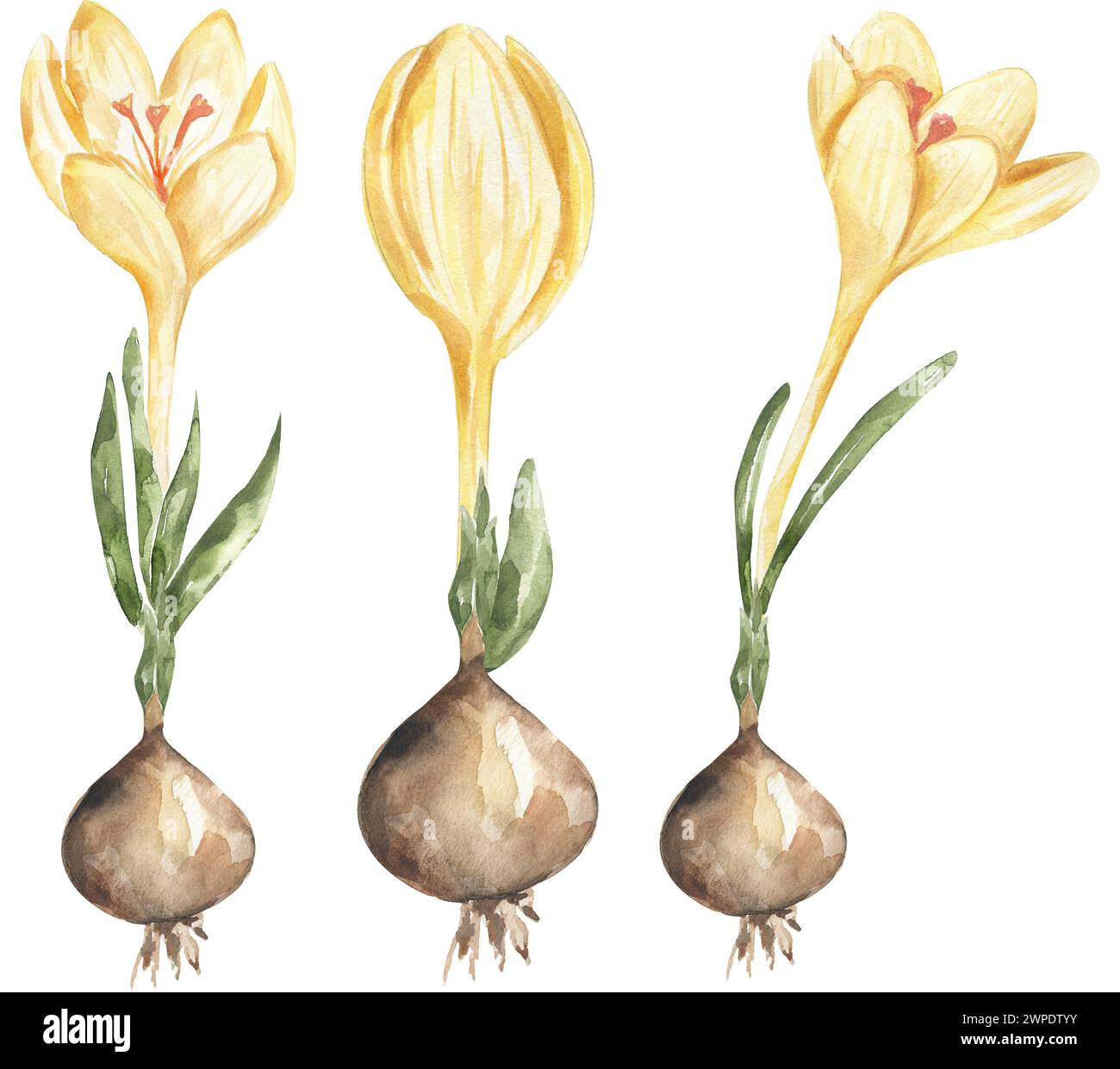 Yellow Crocus flower with bulb Clipart set, Watercolor Growing Stages ...
