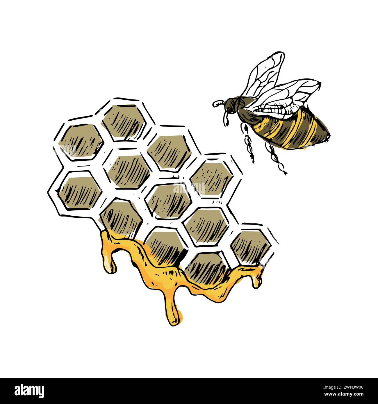 Honey and honeycomb, bee hand drawn sketch in color. Vector ...