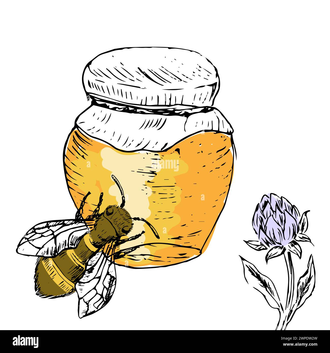 Honey jar and bee, clover background sketch. Vector illustration can ...