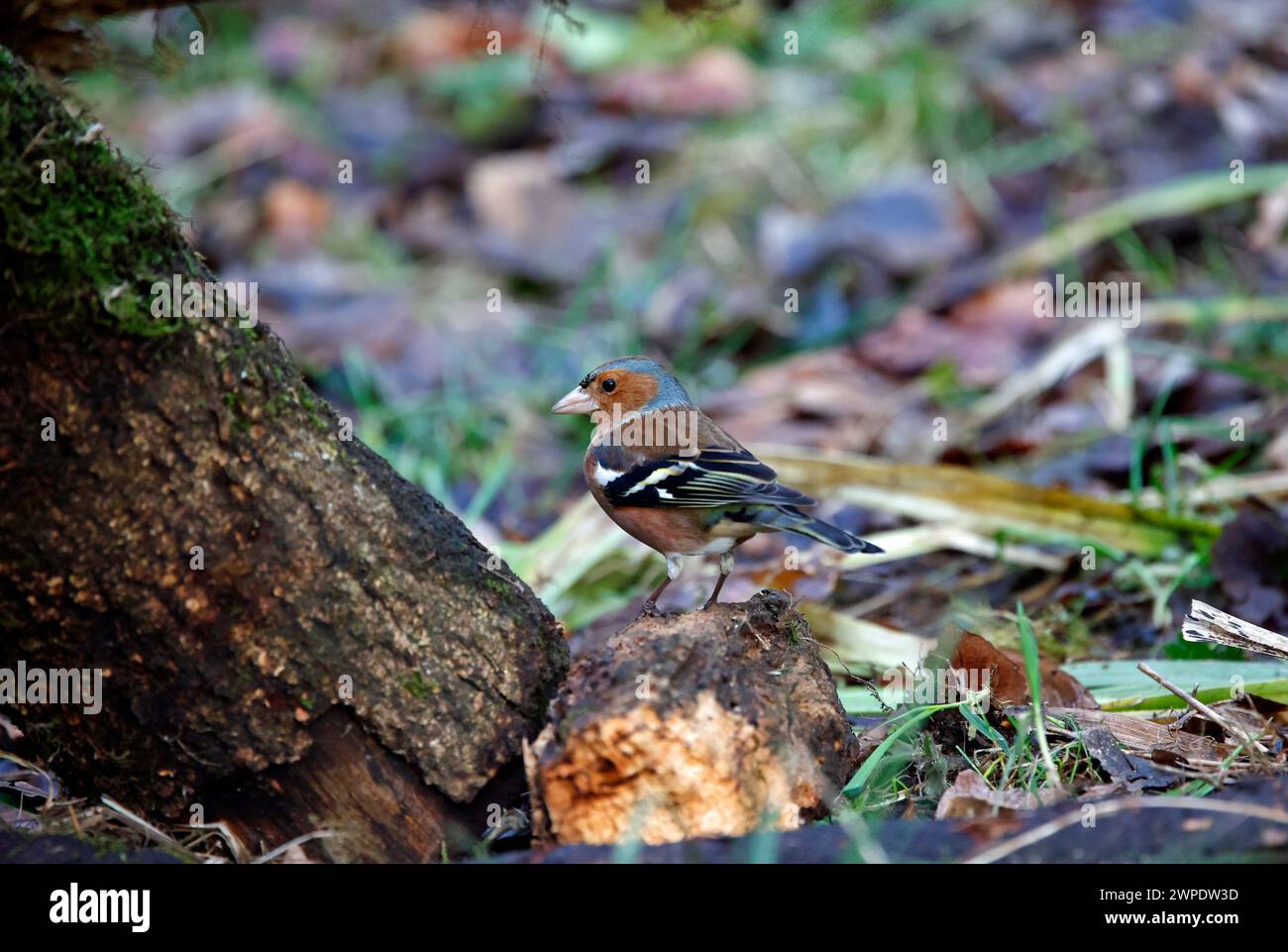 Male chaffinch foraging in the woods Stock Photo - Alamy
