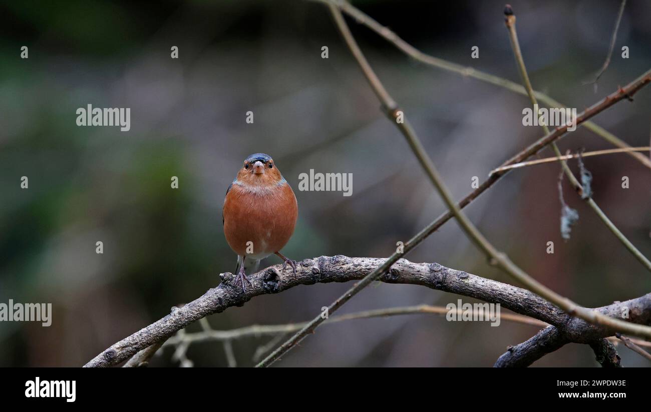 Male chaffinch foraging in the woods Stock Photo - Alamy