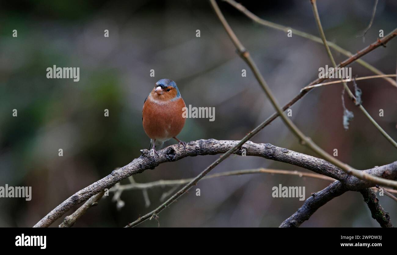 Male chaffinch foraging in the woods Stock Photo - Alamy