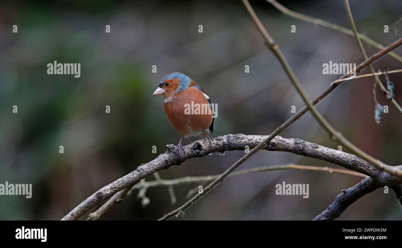 Male chaffinch foraging in the woods Stock Photo - Alamy