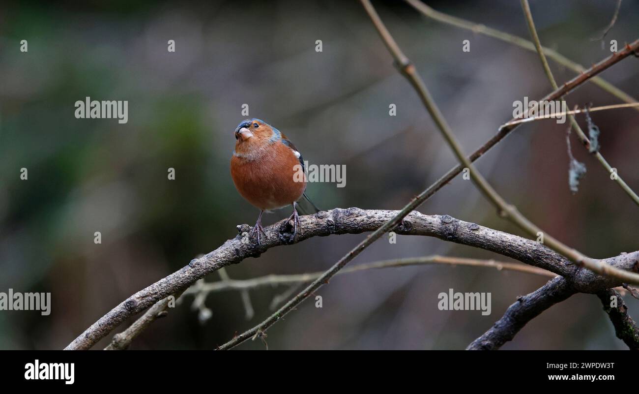 Male chaffinch foraging in the woods Stock Photo - Alamy