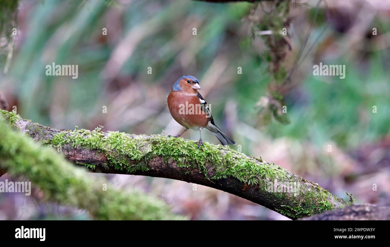 Male chaffinch foraging in the woods Stock Photo - Alamy