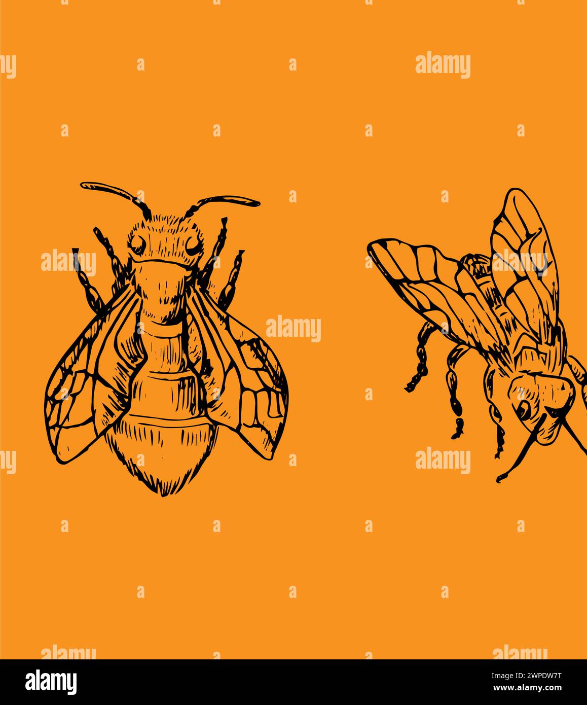 Honey bee flying sketch. Vintage drawing, outline vector. Vector ...