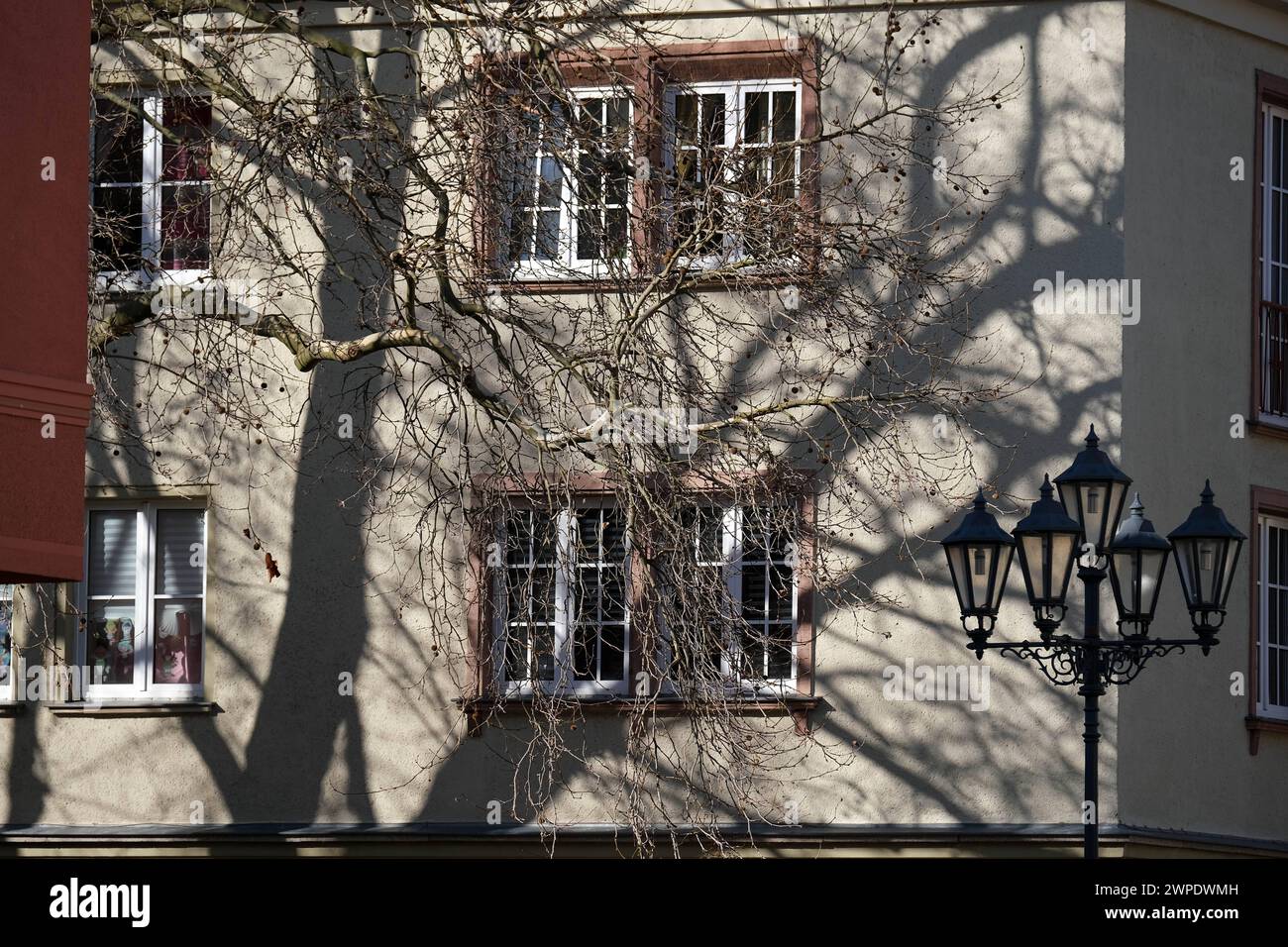 Baum steigt hi-res stock photography and images - Alamy