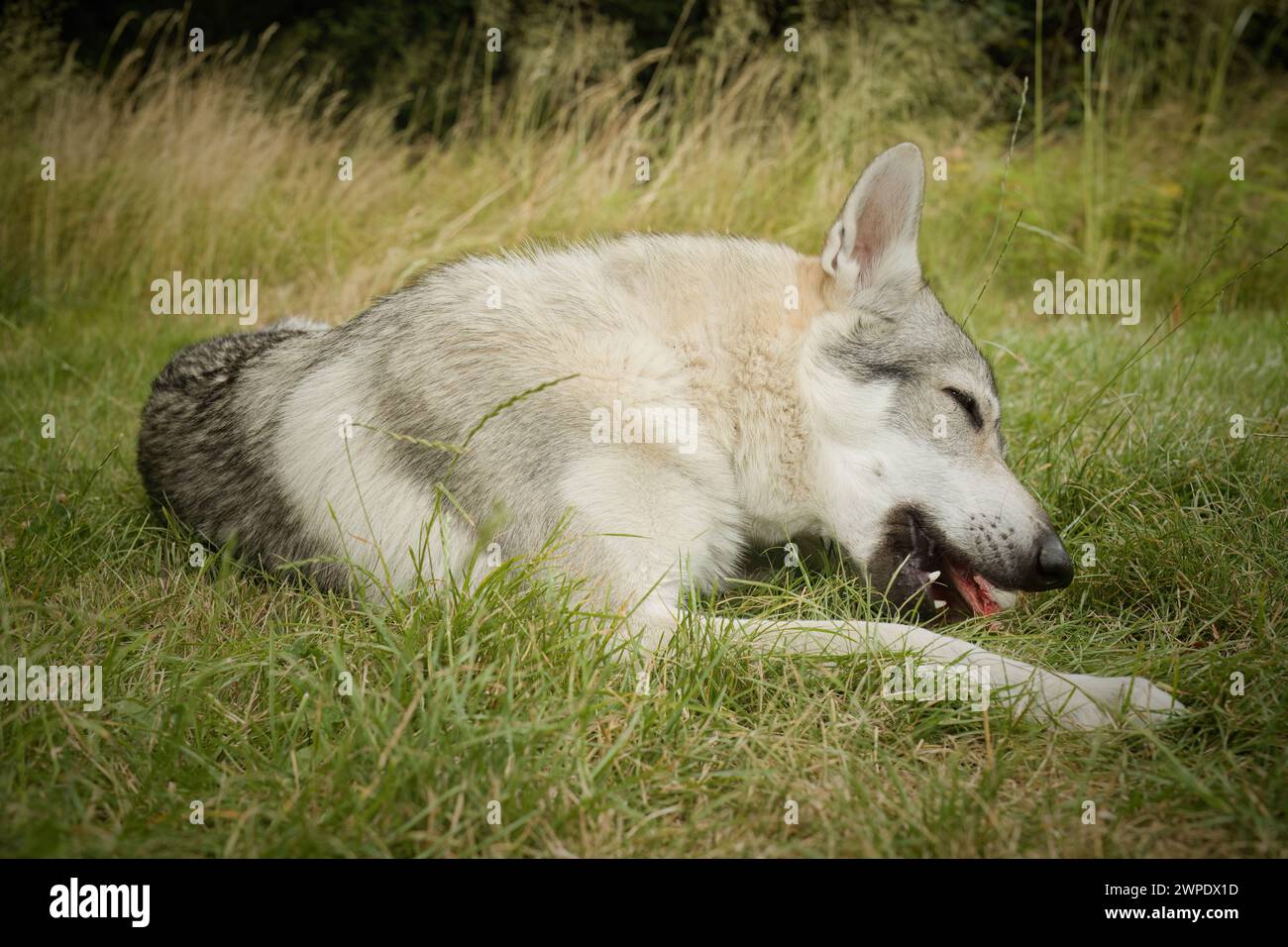 Wolf canis lupus bone in hi-res stock photography and images - Alamy